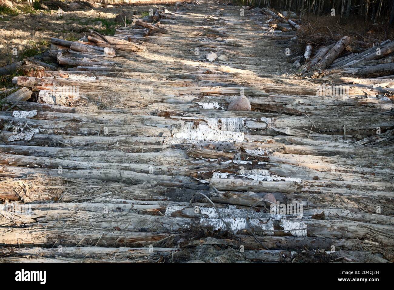 Log road (plank road). This road is made of thousands of felled trees ...