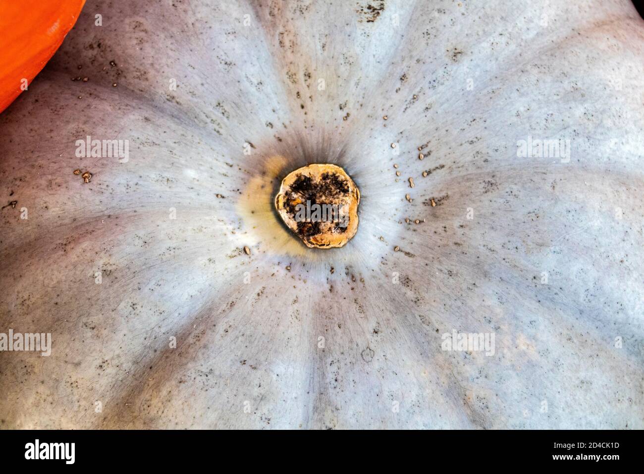 Close Up, Texture Detail of the Top and Cut Stem of a White Gourd on ...