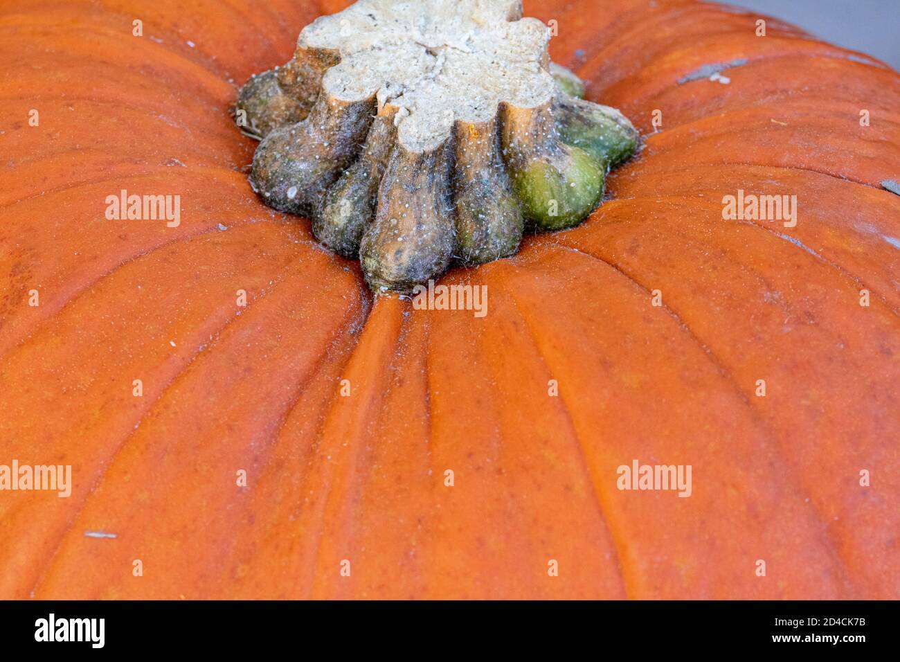 Cucurbita stem hi-res stock photography and images - Alamy