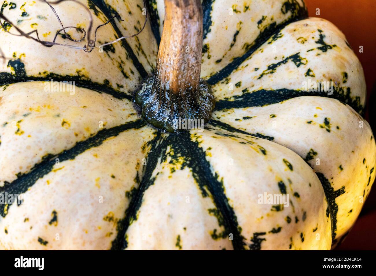 Marrow plants hi-res stock photography and images - Alamy