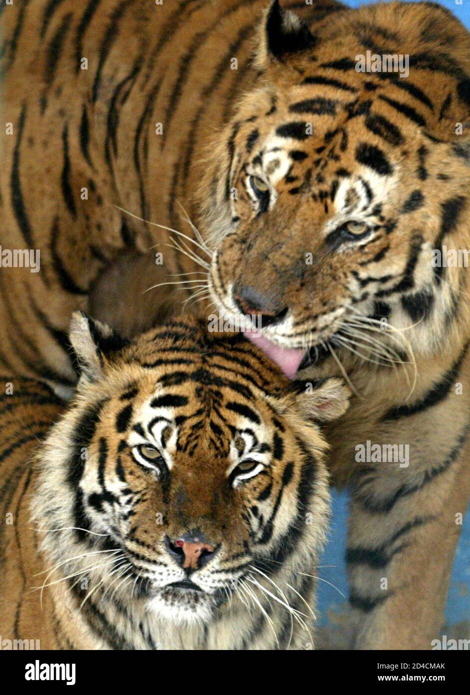 Siberian tiger, male, female hi-res stock photography and images - Alamy