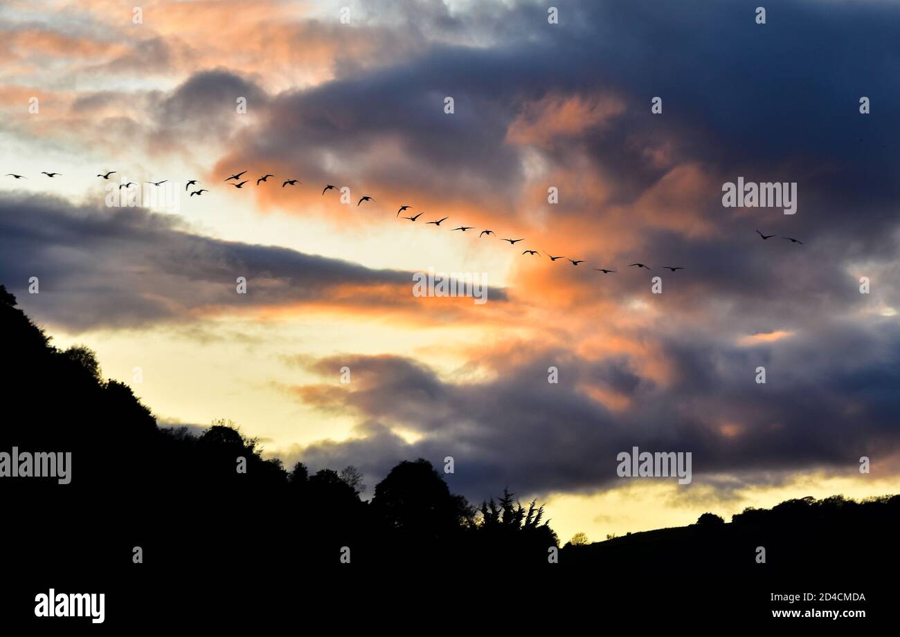 Canada geese migration hi-res stock photography and images - Alamy