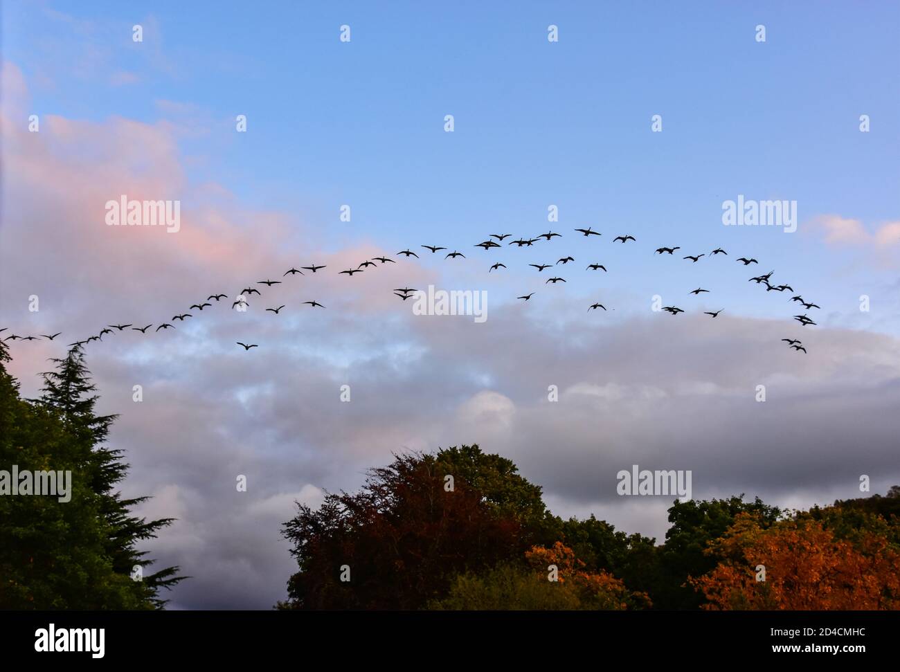 Canada geese migration hi-res stock photography and images - Alamy