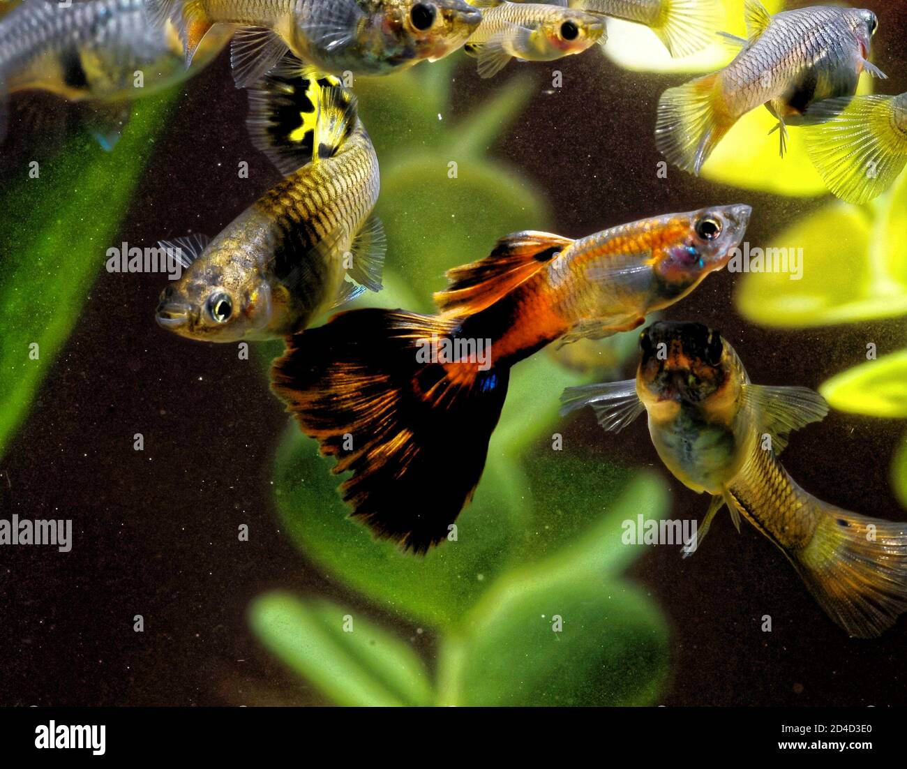 Guppy Multi Colored Fish Stock Photo - Alamy