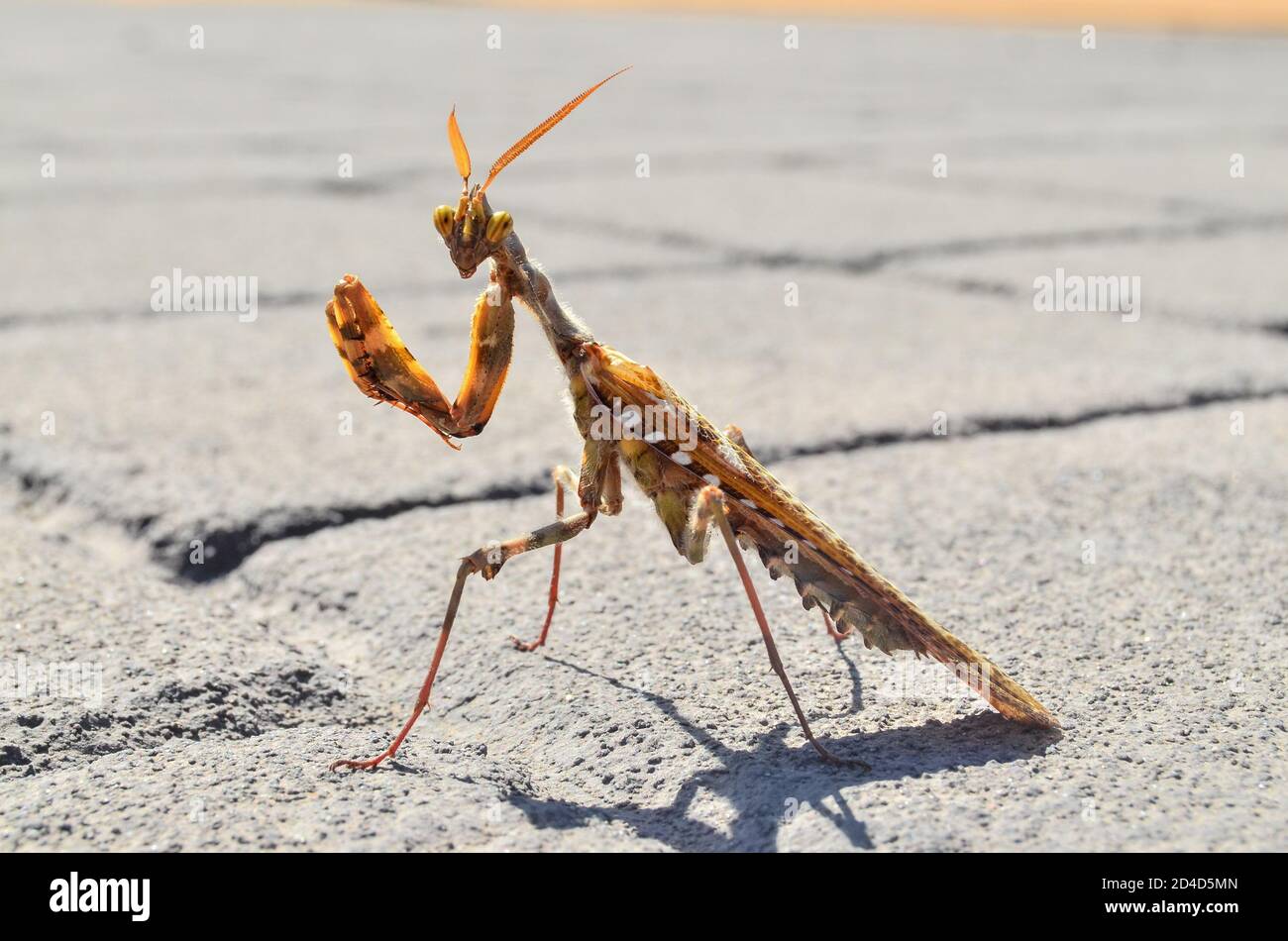 Insect Mantis Religiosa Stock Photo - Alamy