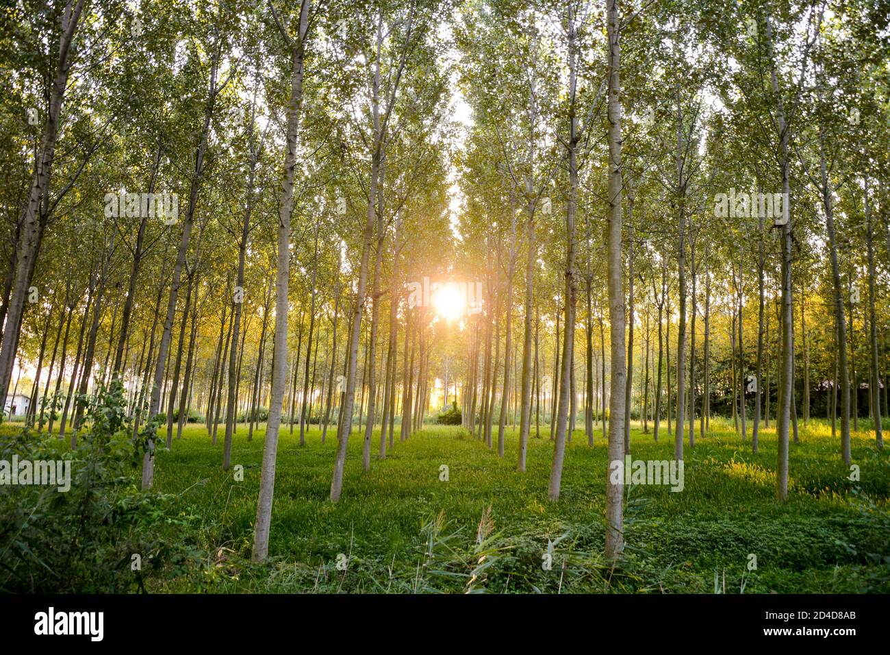 Pine Tree View Stock Photo - Alamy