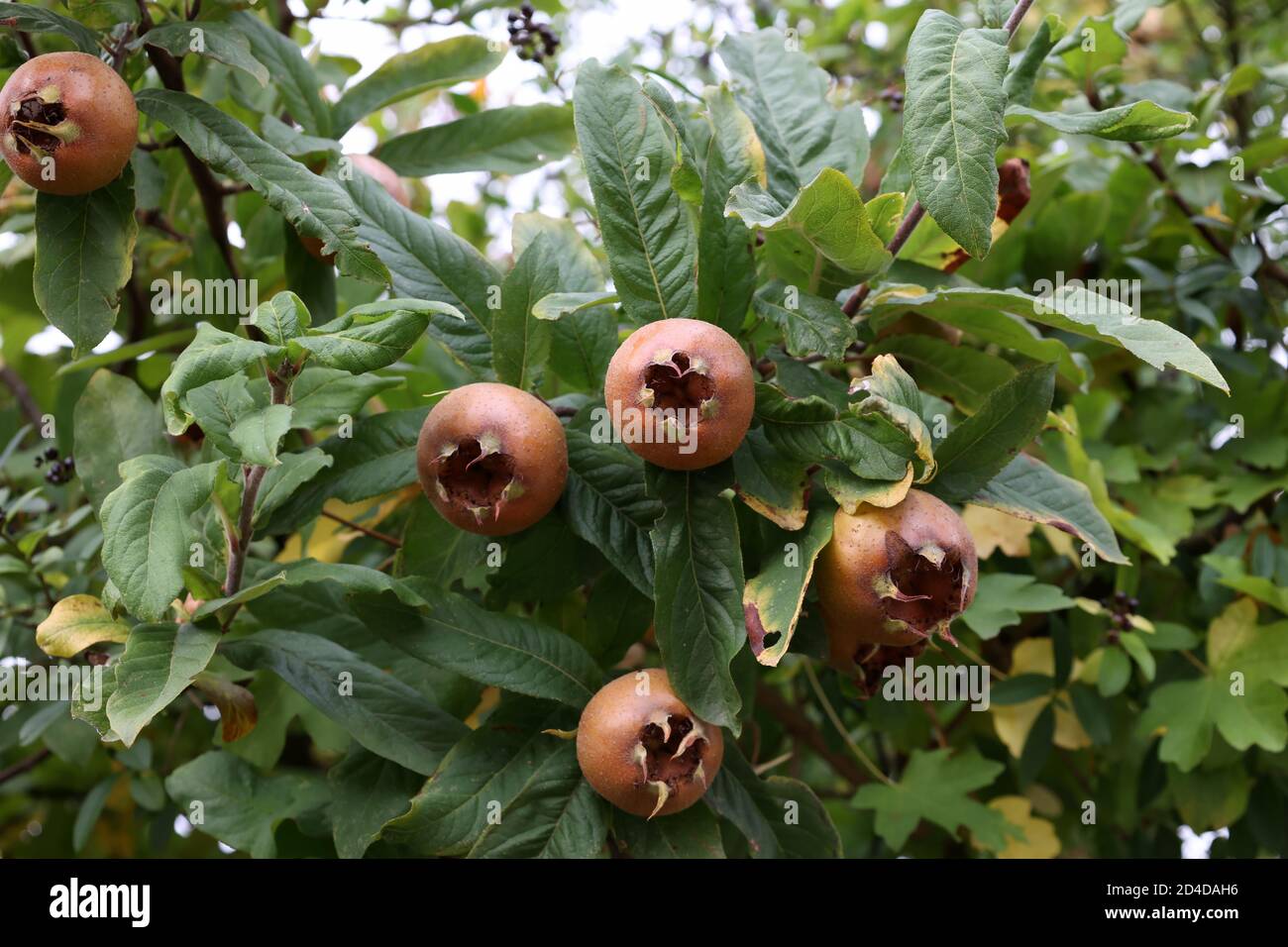 Fruit of Mespilus germanica, also named common medlar at a tree Stock ...