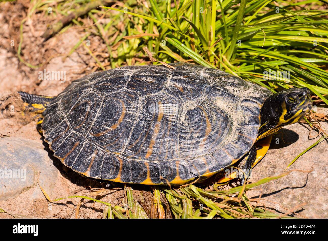 Trachemys Scripta Elegans Tortoise Stock Photo - Alamy