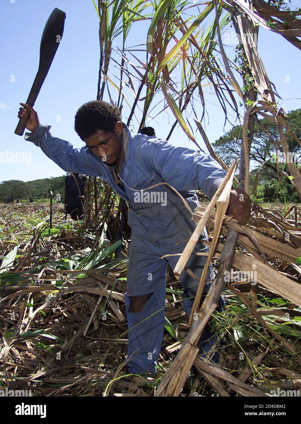 Sugar Cane Fiji High Resolution Stock Photography and Images - Alamy