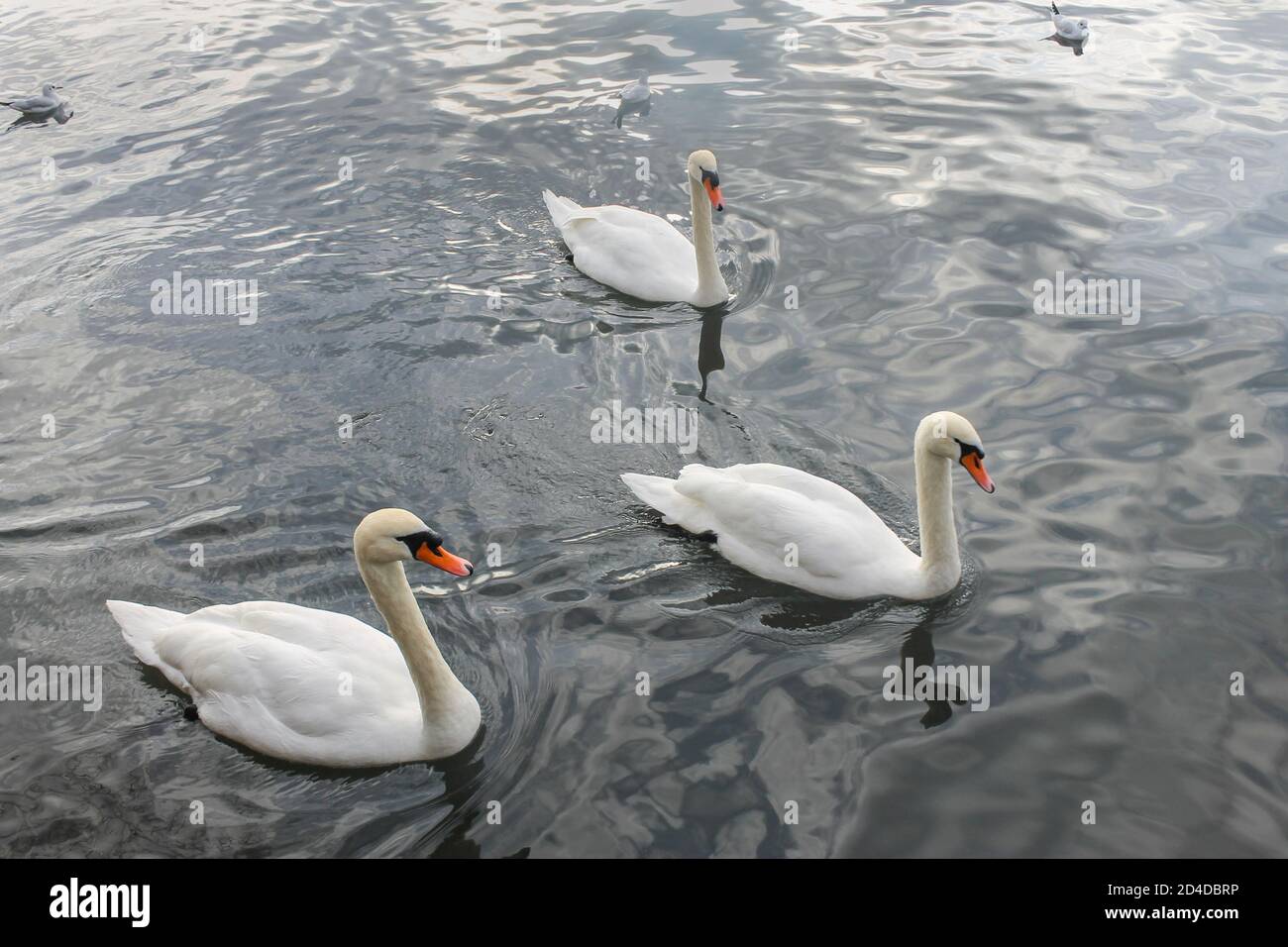Three beautiful white swans floating in Limmat river, Zurich ...