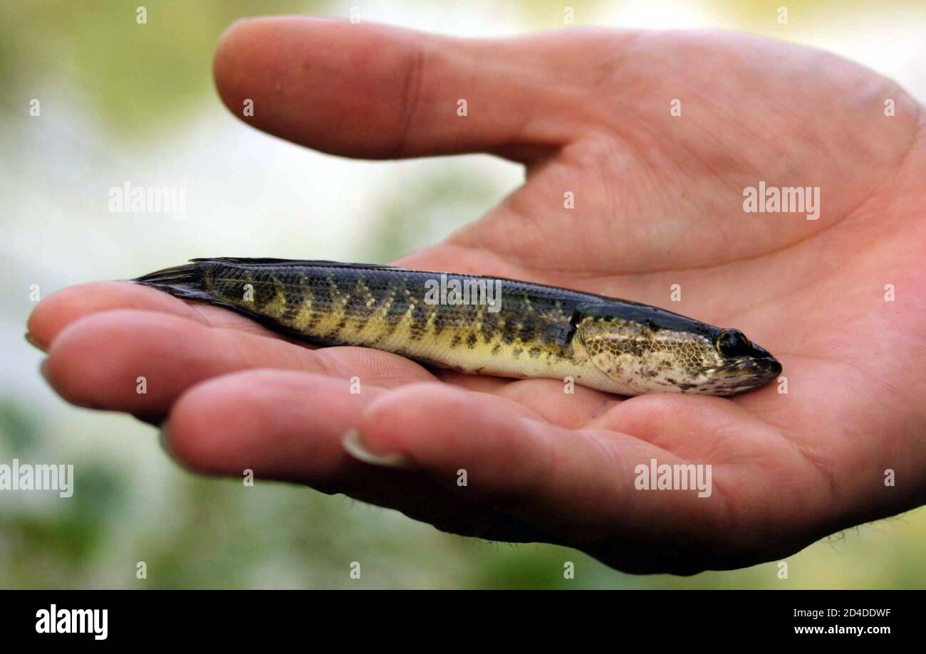 Snakehead fish eating fish hi-res stock photography and images - Alamy