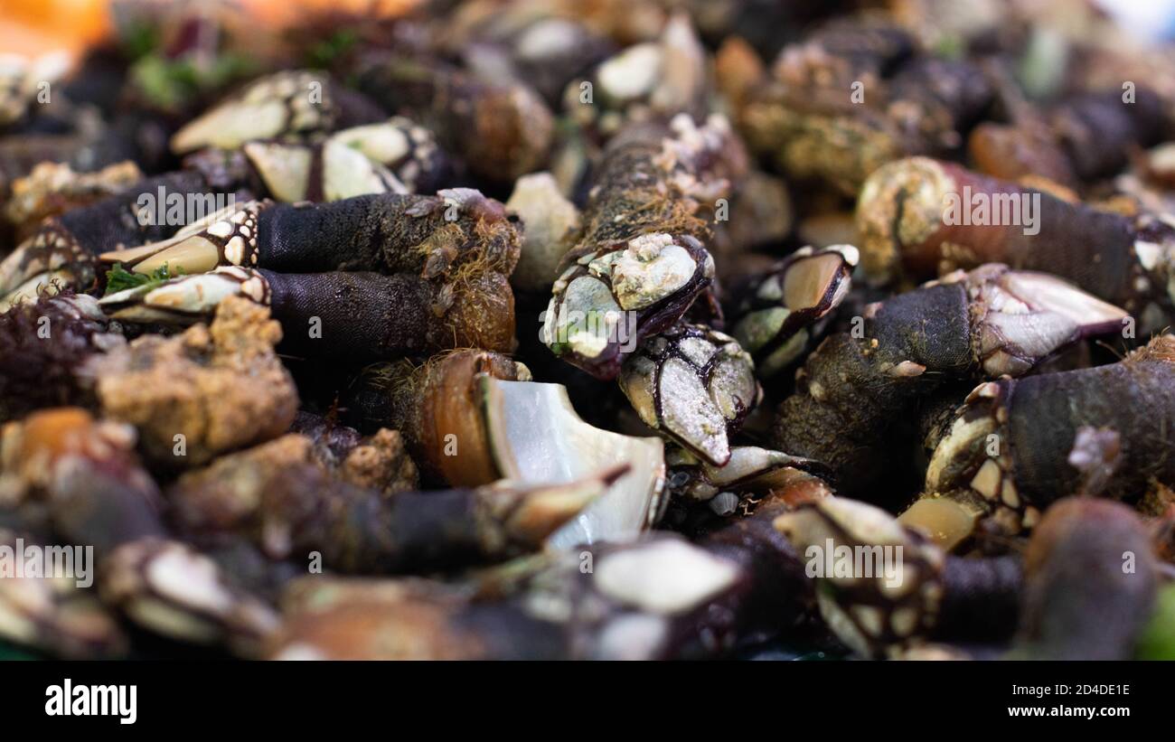 barnacles in the fish shop Stock Photo - Alamy