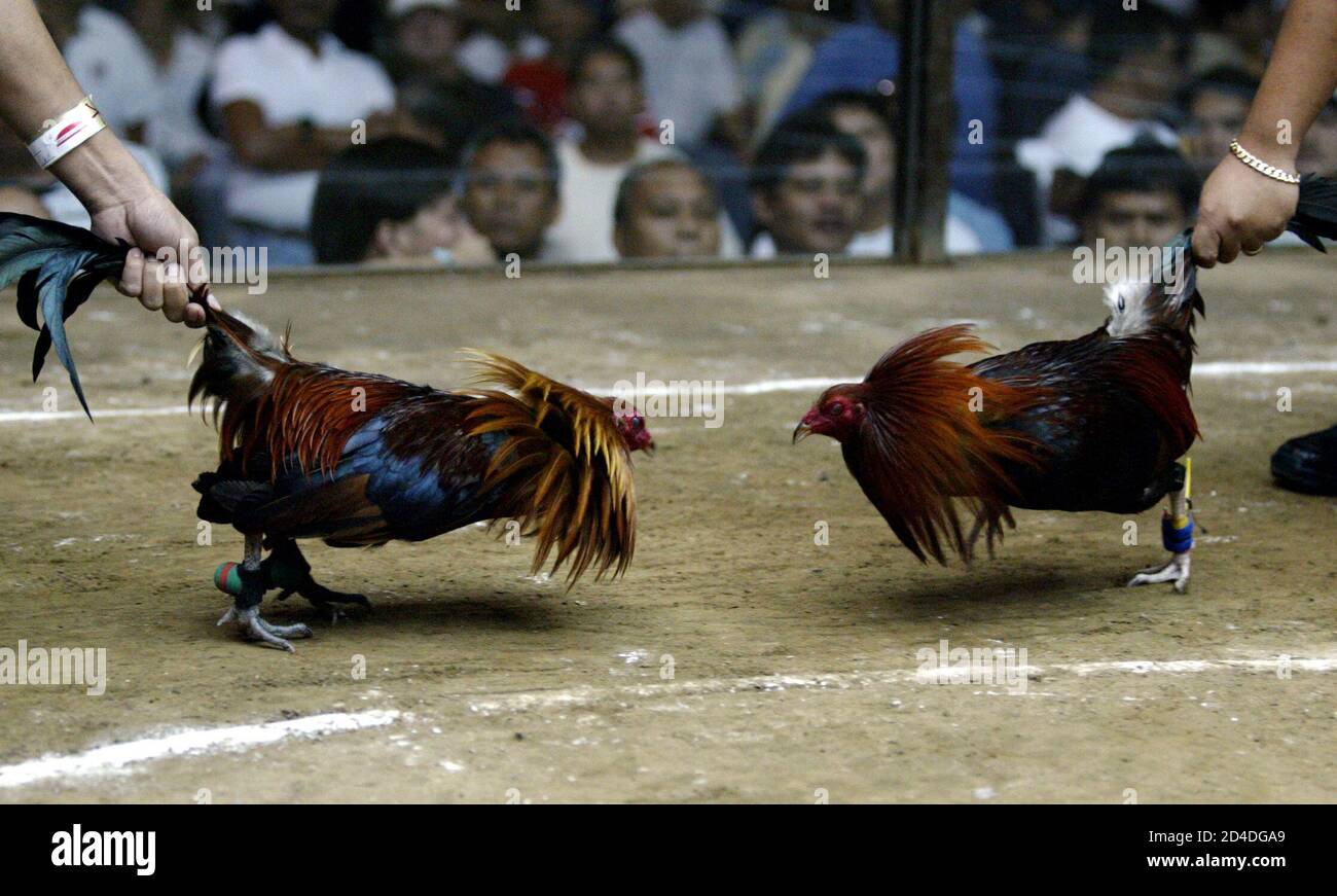 Cockfighting philippines hi-res stock photography and images - Alamy