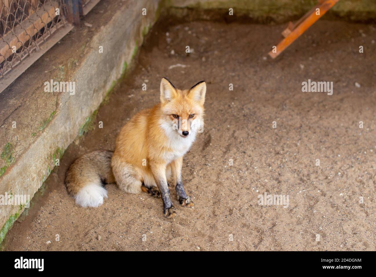 Wild red Fox sitting in a cage at the zoo Stock Photo - Alamy