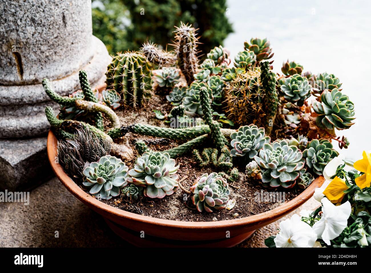 Flower pot plate with cacti and succulents Stock Photo - Alamy