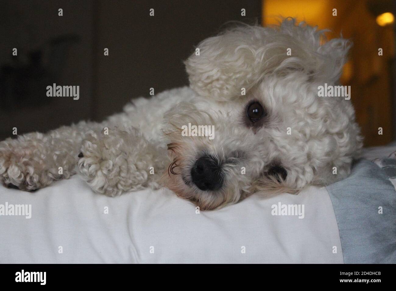 Cute sleepy dog Stock Photo - Alamy