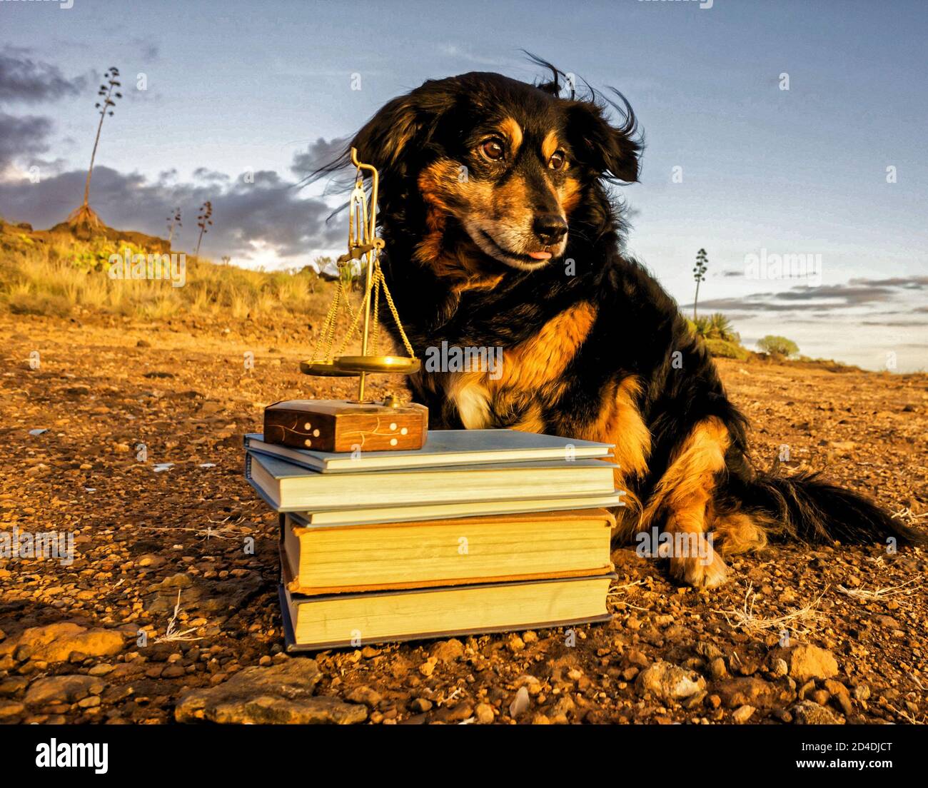 One intelligent Black Dog Reading a Book Stock Photo - Alamy