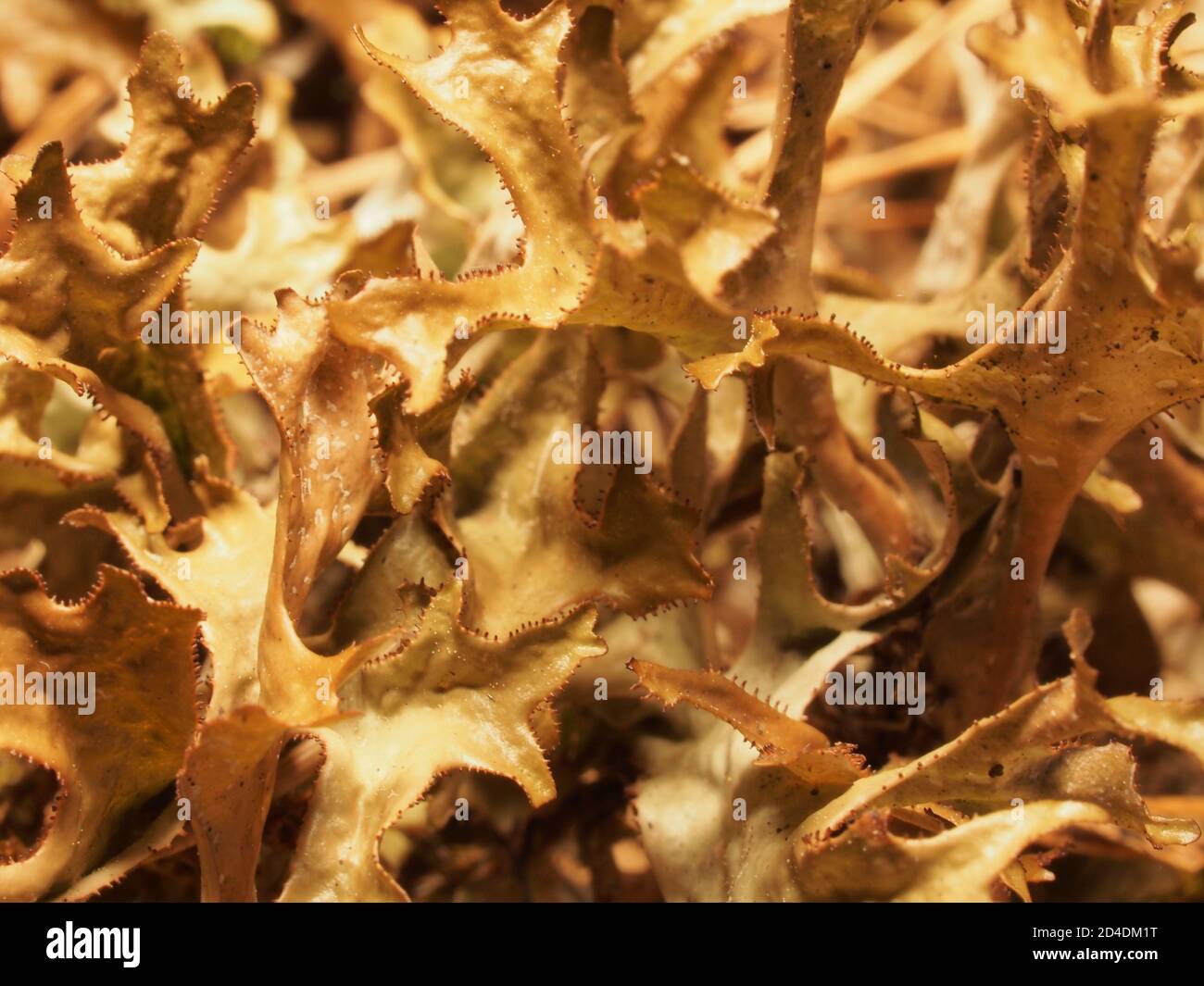 Macro photography of forest moss. Interweaving of plant threads ...