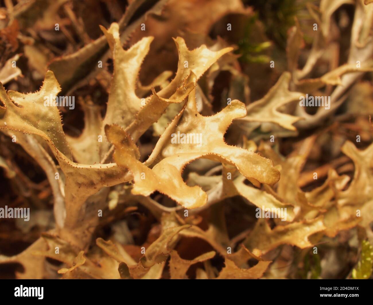 Macro photography of forest moss. Interweaving of plant threads ...