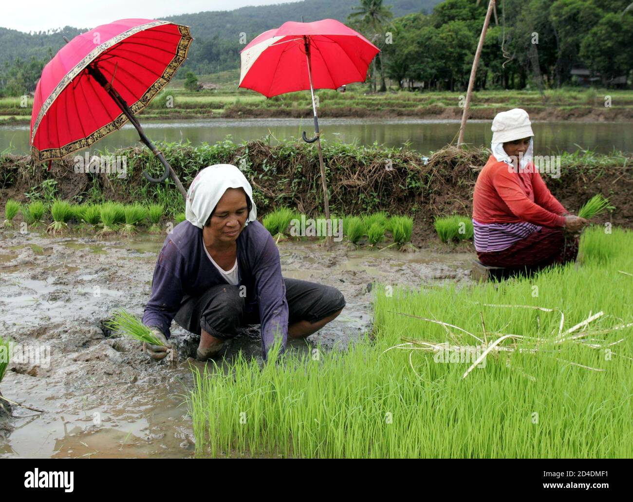 Filipino Farmers High Resolution Stock Photography and Images - Alamy