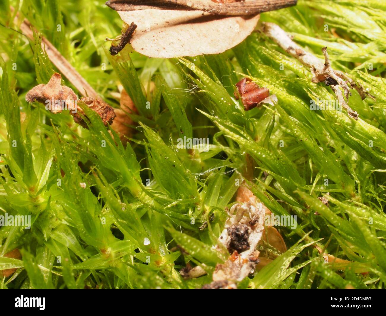 Macro photography of forest moss. Interweaving of plant threads ...