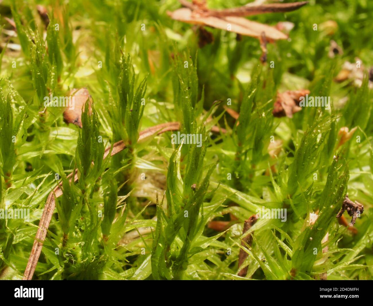 Macro photography of forest moss. Interweaving of plant threads ...