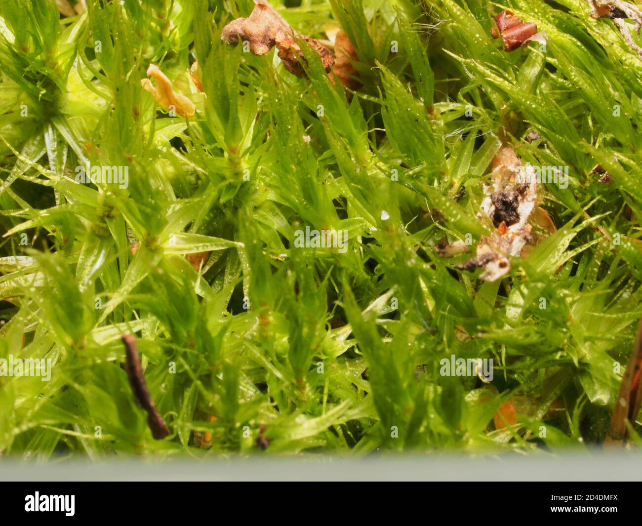 Macro photography of forest moss. Interweaving of plant threads ...