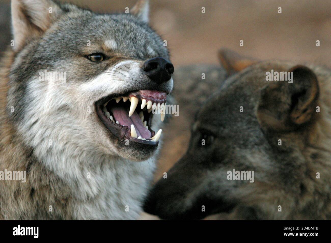 German wolf packs hi-res stock photography and images - Alamy