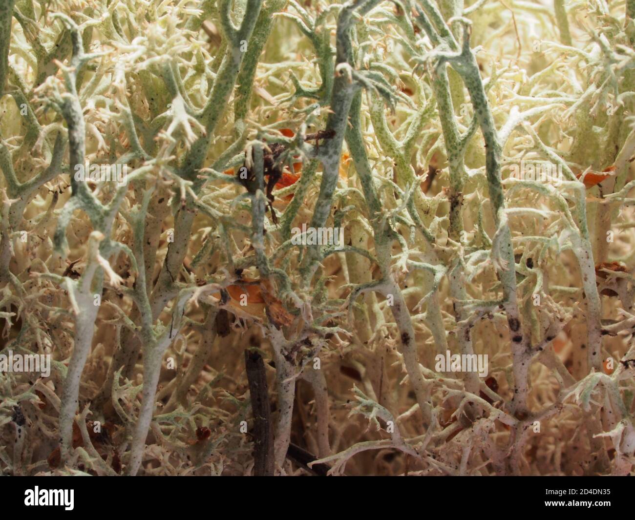 Macro photography of forest moss. Interweaving of plant threads ...