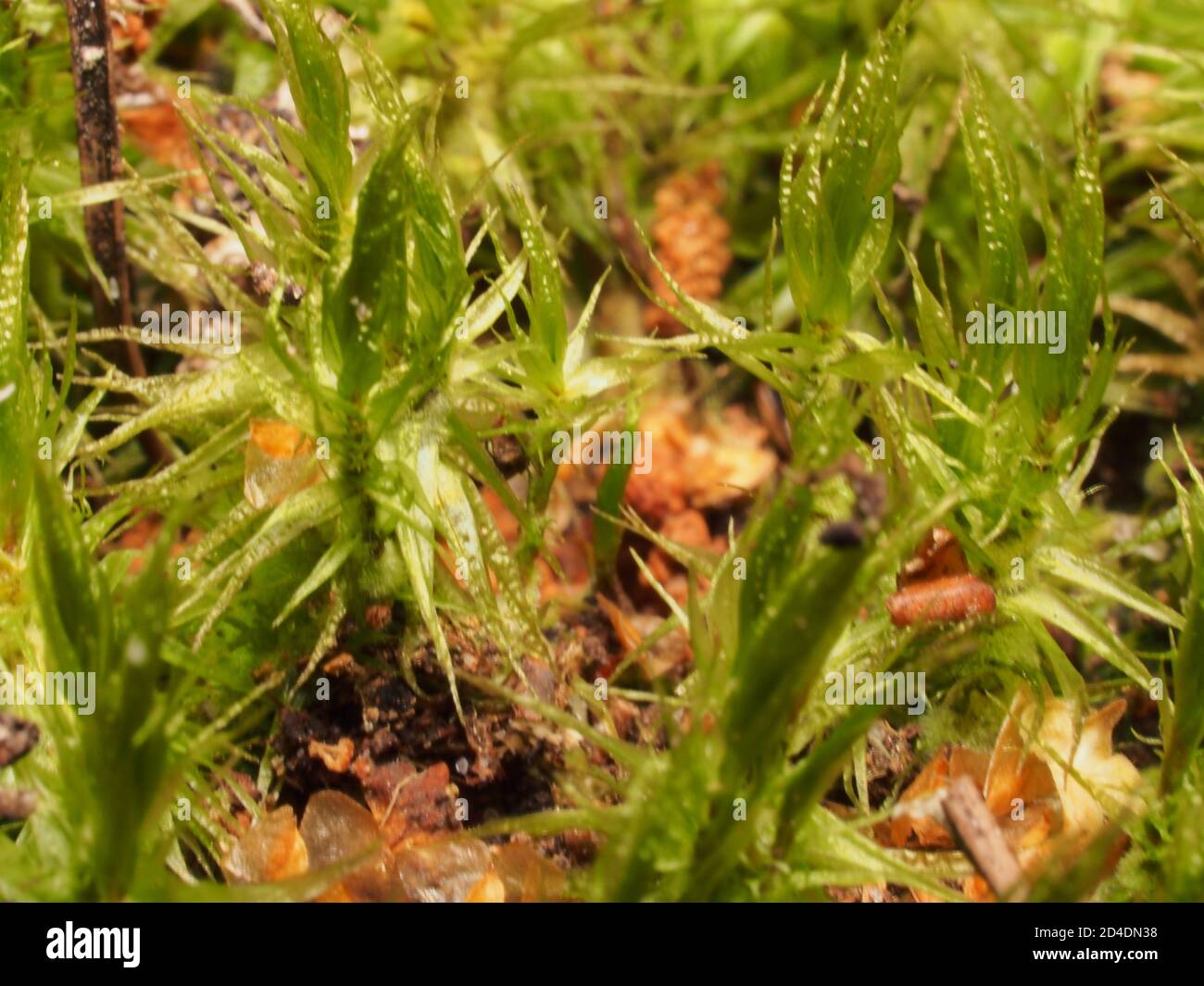Macro photography of forest moss. Interweaving of plant threads ...
