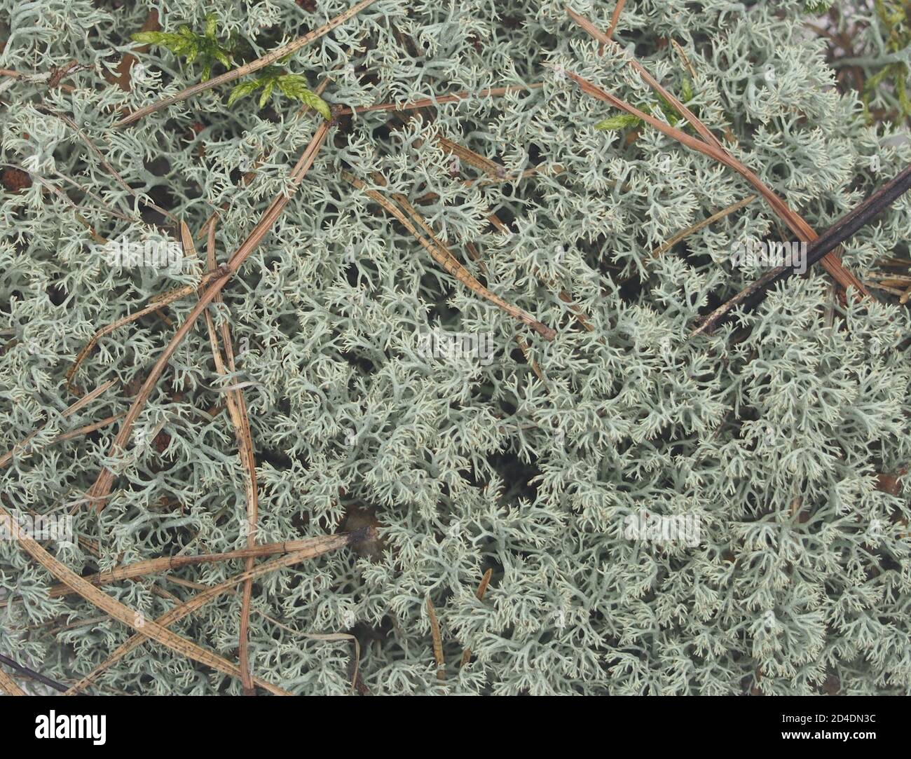 Macro photography of forest moss. Interweaving of plant threads ...