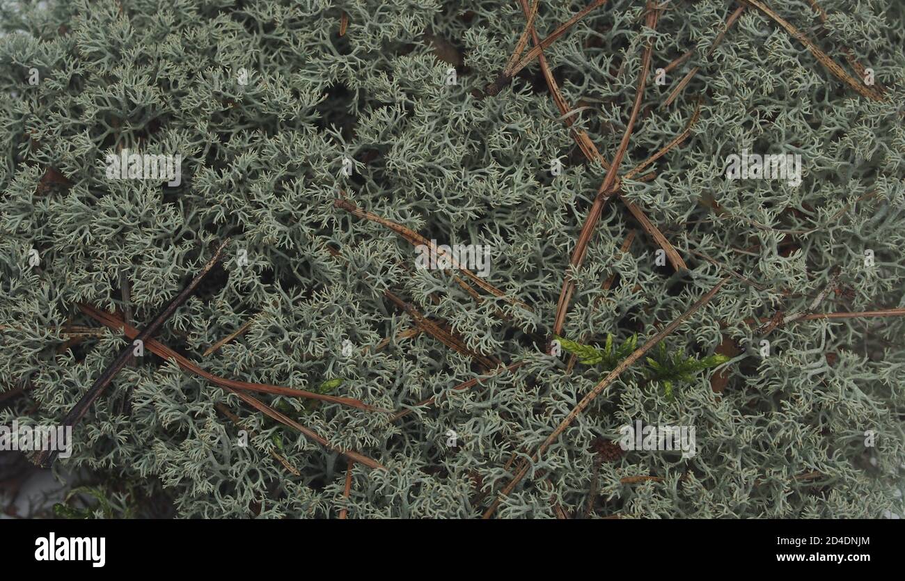 Macro photography of forest moss. Interweaving of plant threads ...