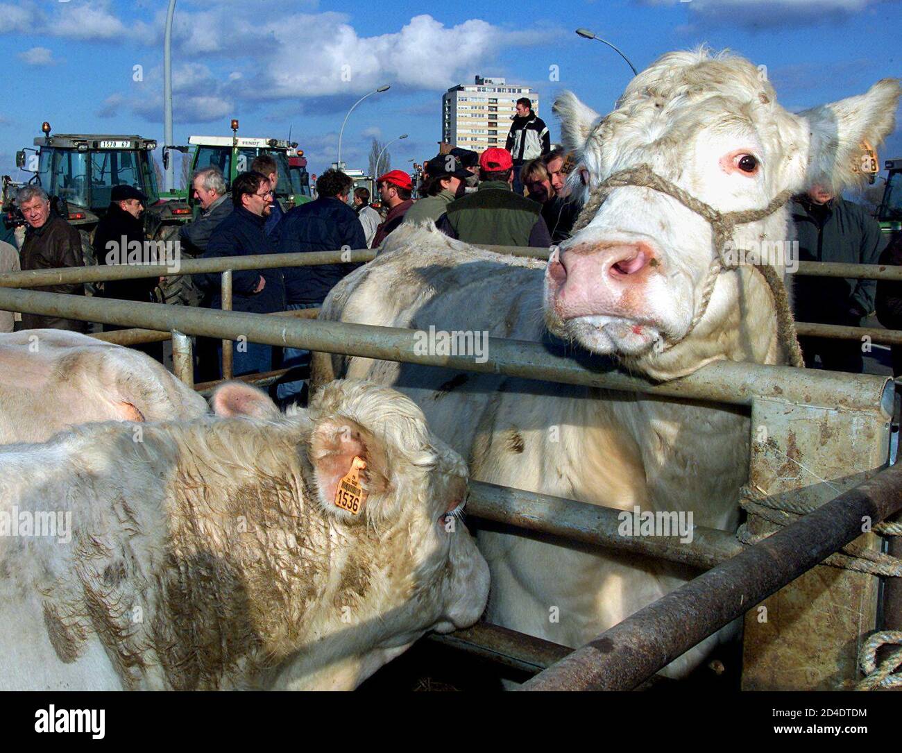Cow foot block hi-res stock photography and images - Alamy