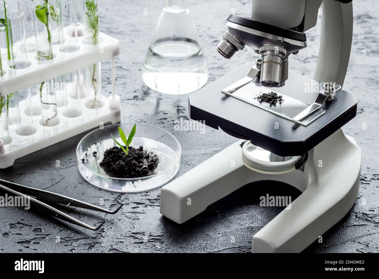 Testing plants and soil in biological laboratory Stock Photo - Alamy