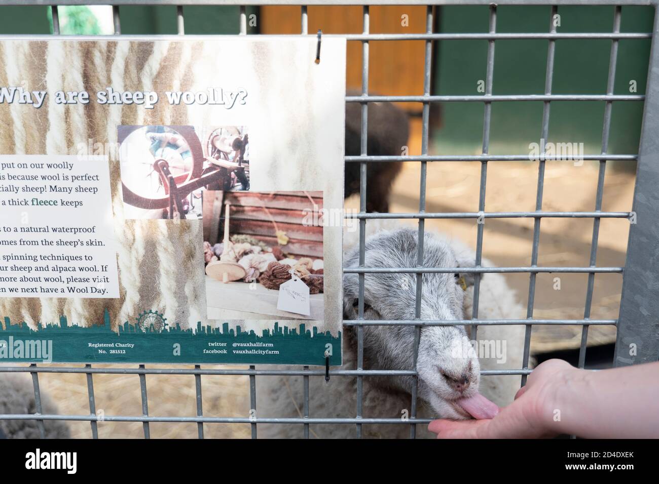 Sam the sheep hi-res stock photography and images - Alamy