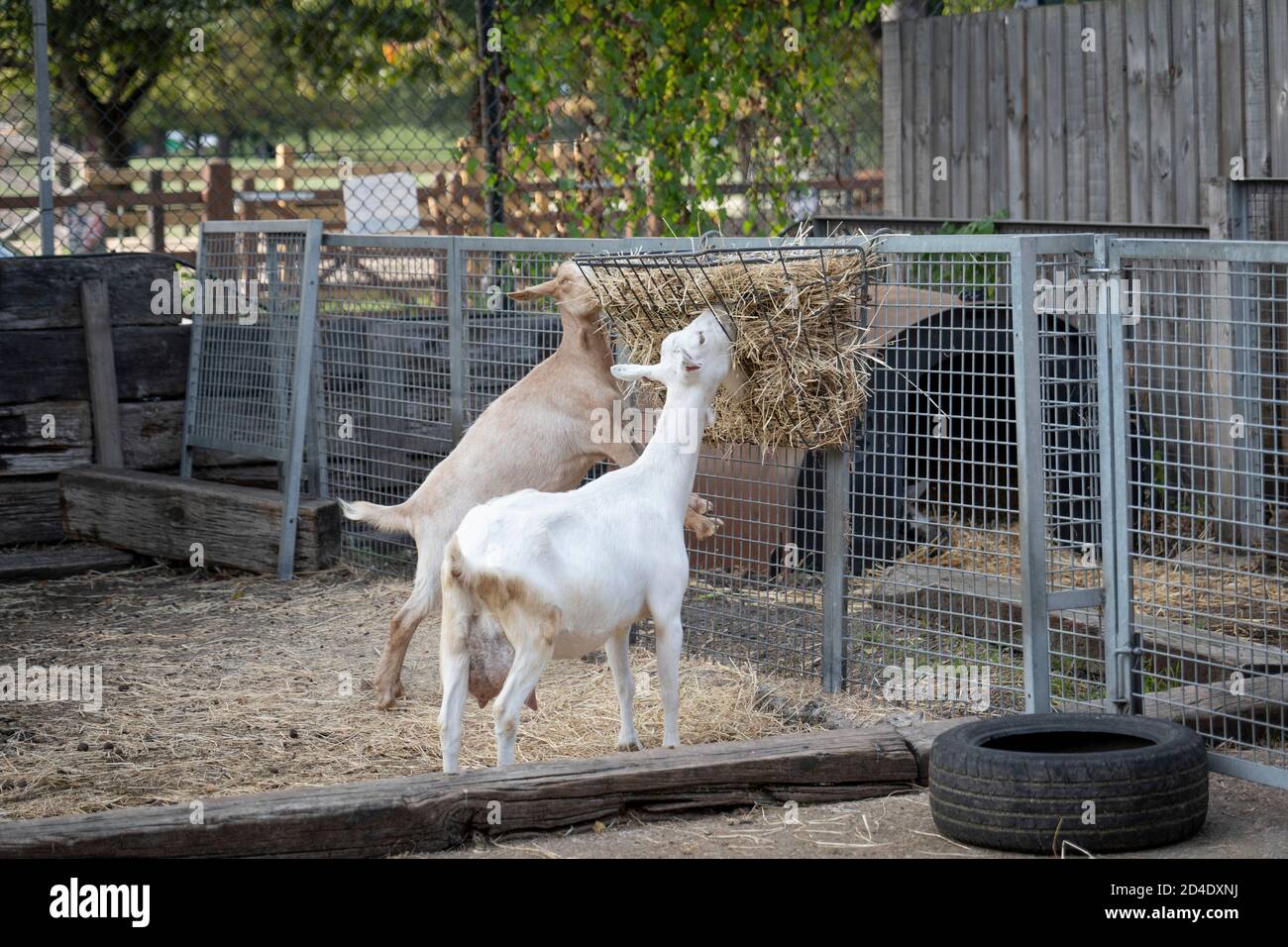 Sam the sheep hi-res stock photography and images - Alamy