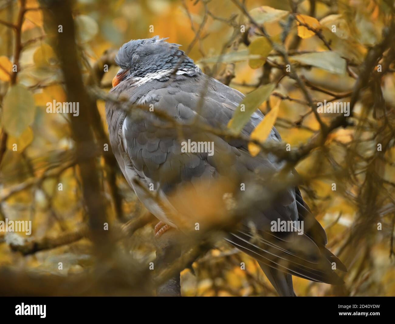 Sleeping wood pigeon on a branch. Wild dove bird with closed eyes in ...
