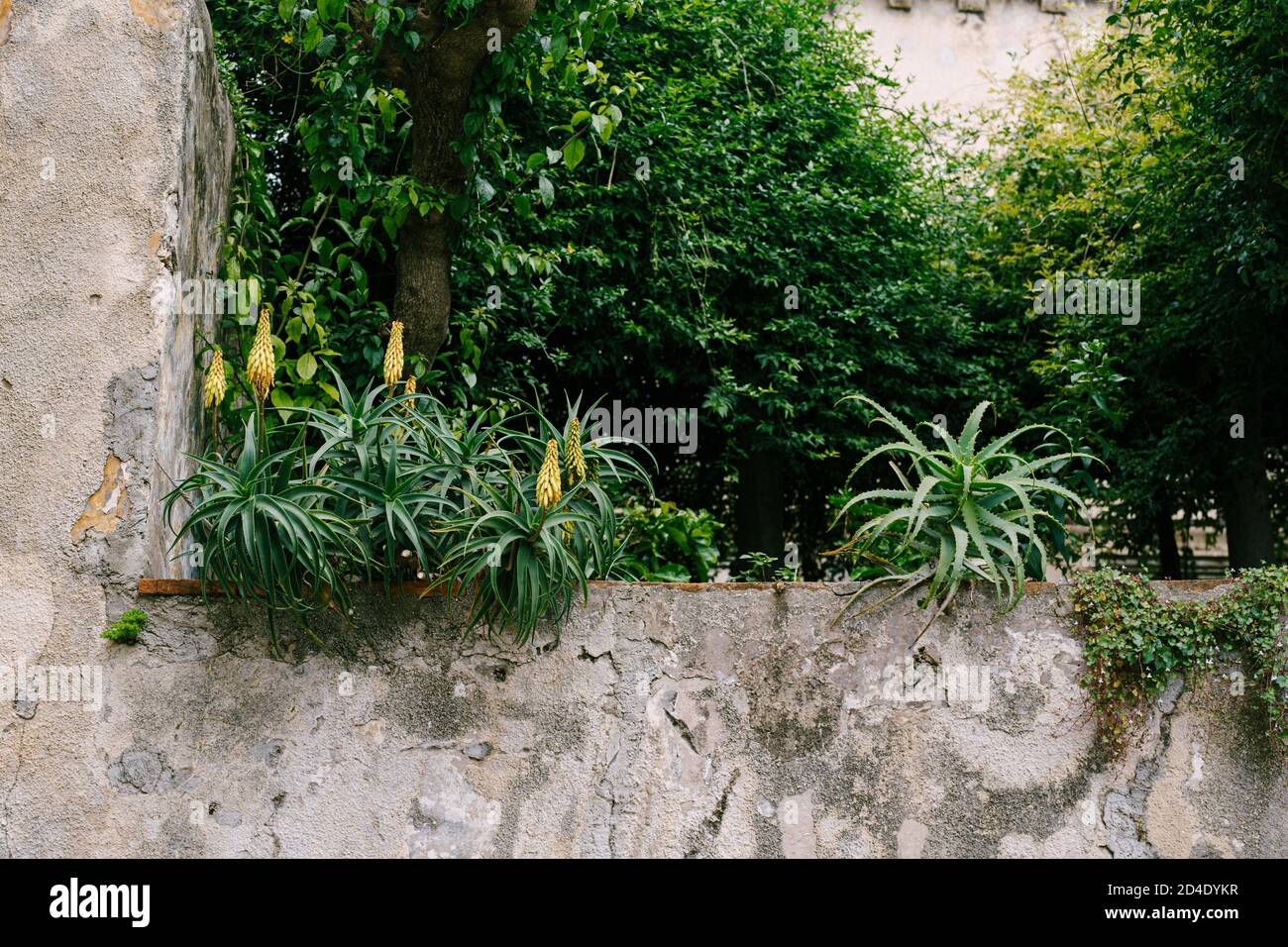 Aloe bushes hi-res stock photography and images - Alamy