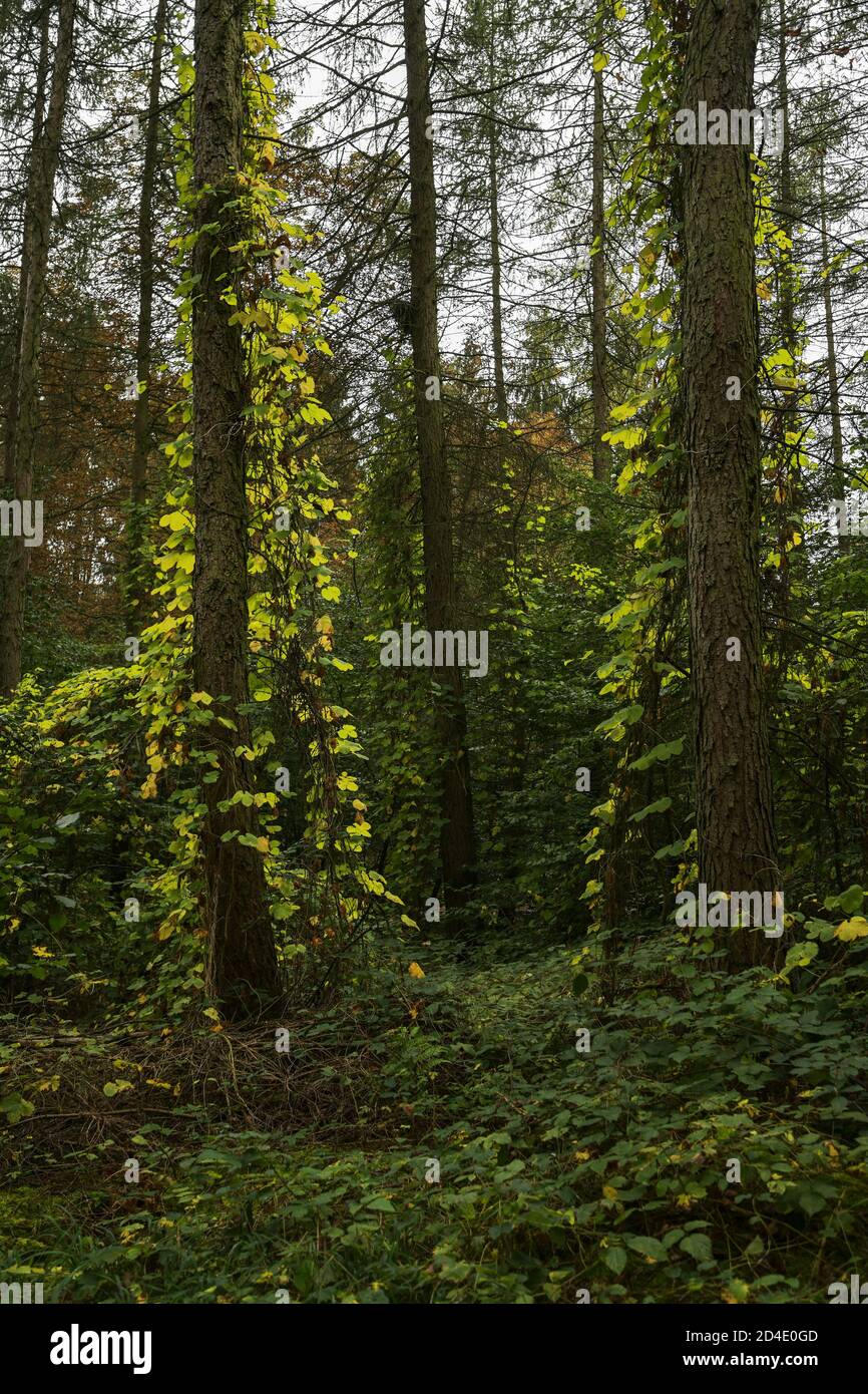 Hop tree hi-res stock photography and images - Alamy