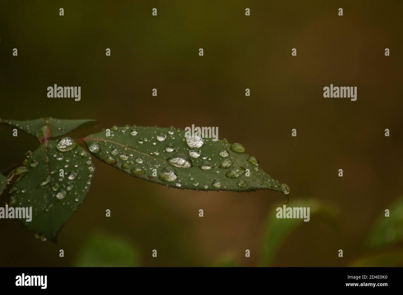 Wet rose flower leaves with water drops closeup as floral background ...
