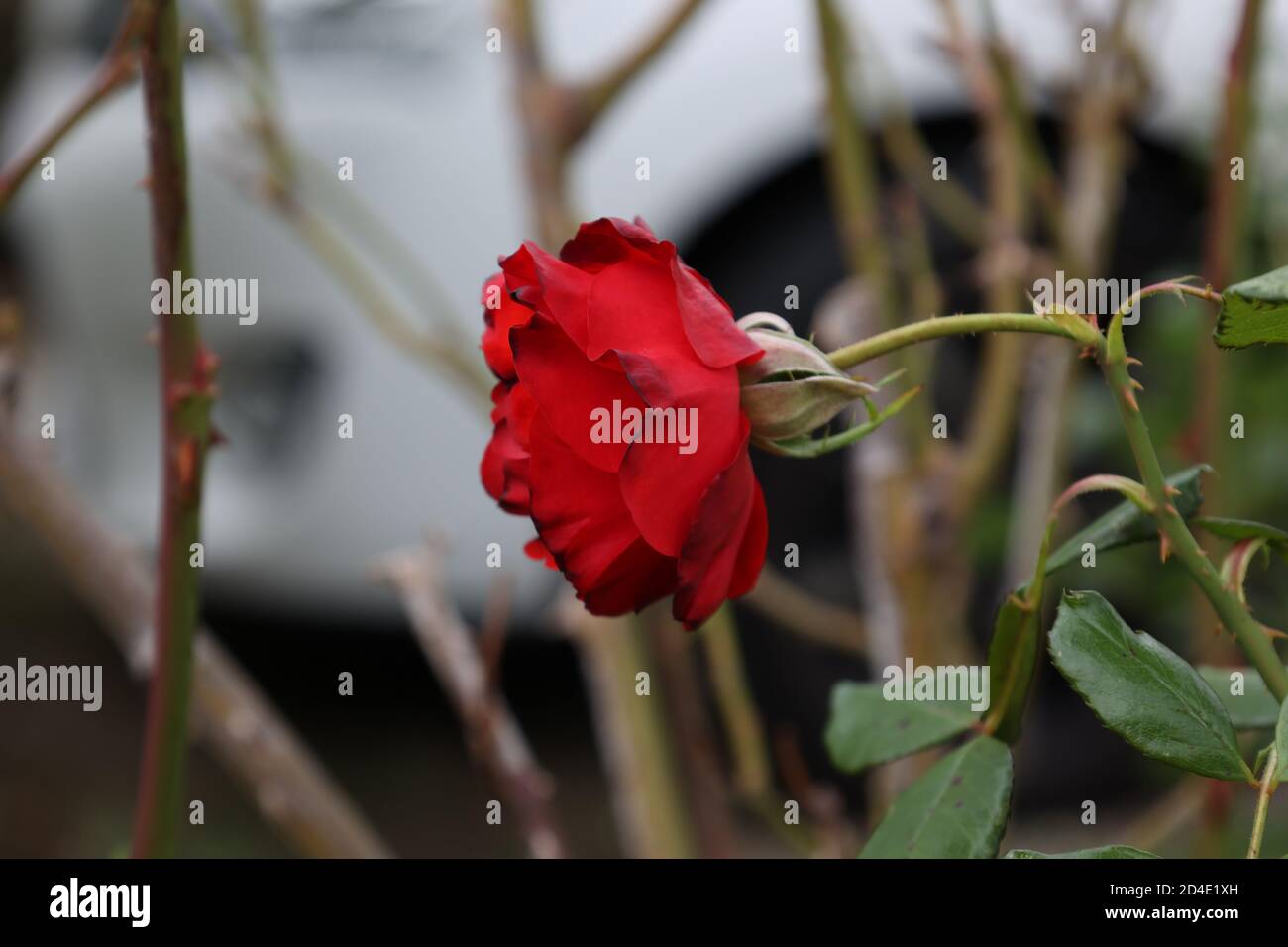 Red Roses on a bush in a garden Stock Photo - Alamy