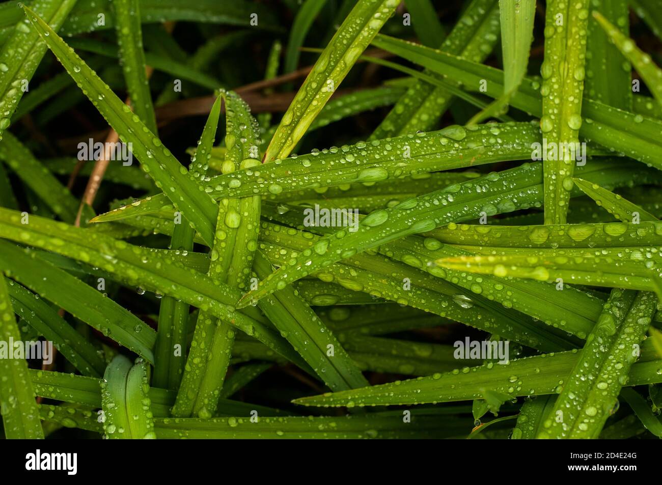Wet flower and leaves hi-res stock photography and images - Alamy