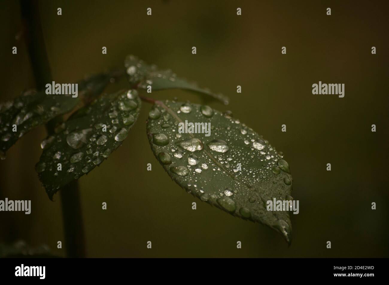Wet rose flower leaves with water drops closeup as floral background ...