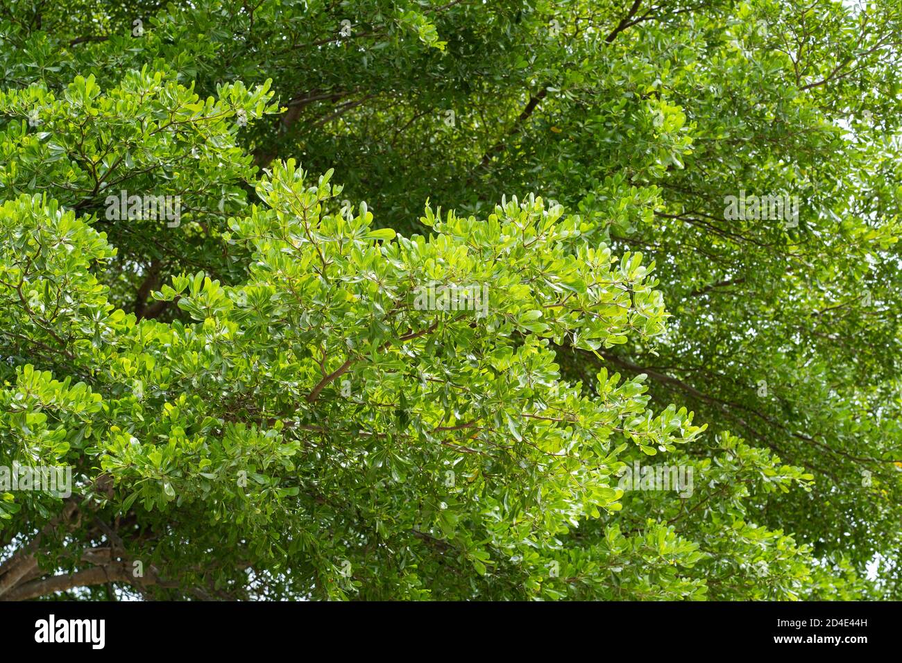Green leaves background. Tree Texture and Wallpaper Stock Photo - Alamy