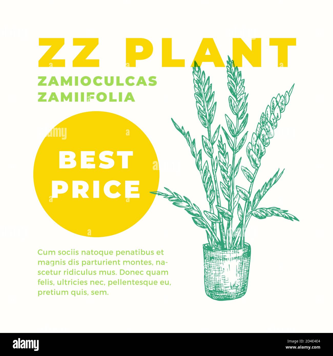 Zuzu plant Stock Vector Images - Alamy