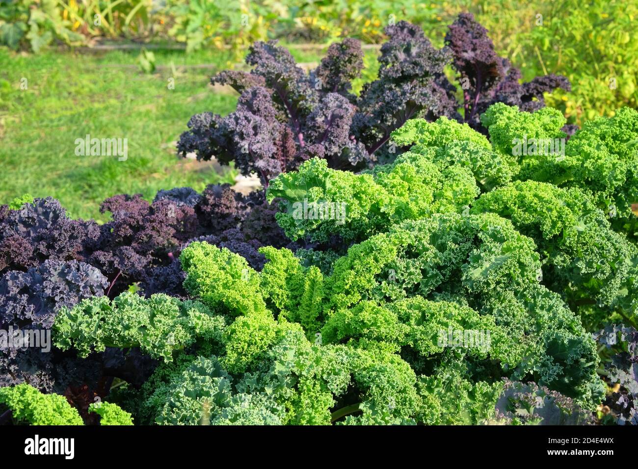 Young, sprouted kale salad growing in the vegetable garden. Kale leaf ...