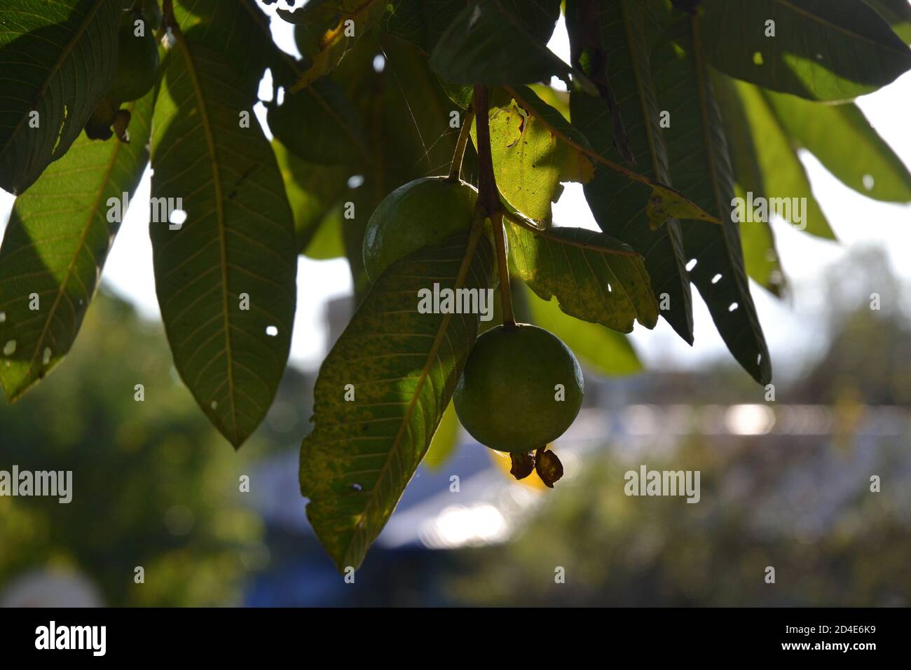 Guava tree with leaves hi-res stock photography and images - Alamy