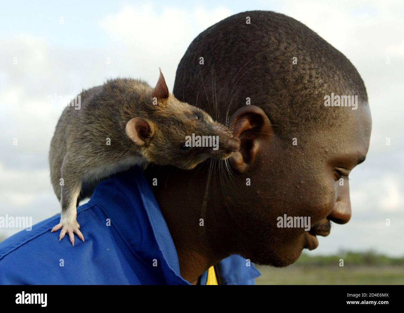 Rat with human ear hi-res stock photography and images - Alamy