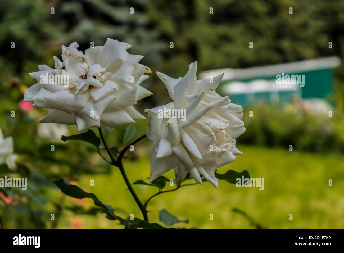 Wilted white roses on a background of green trees. Botanical garden in ...