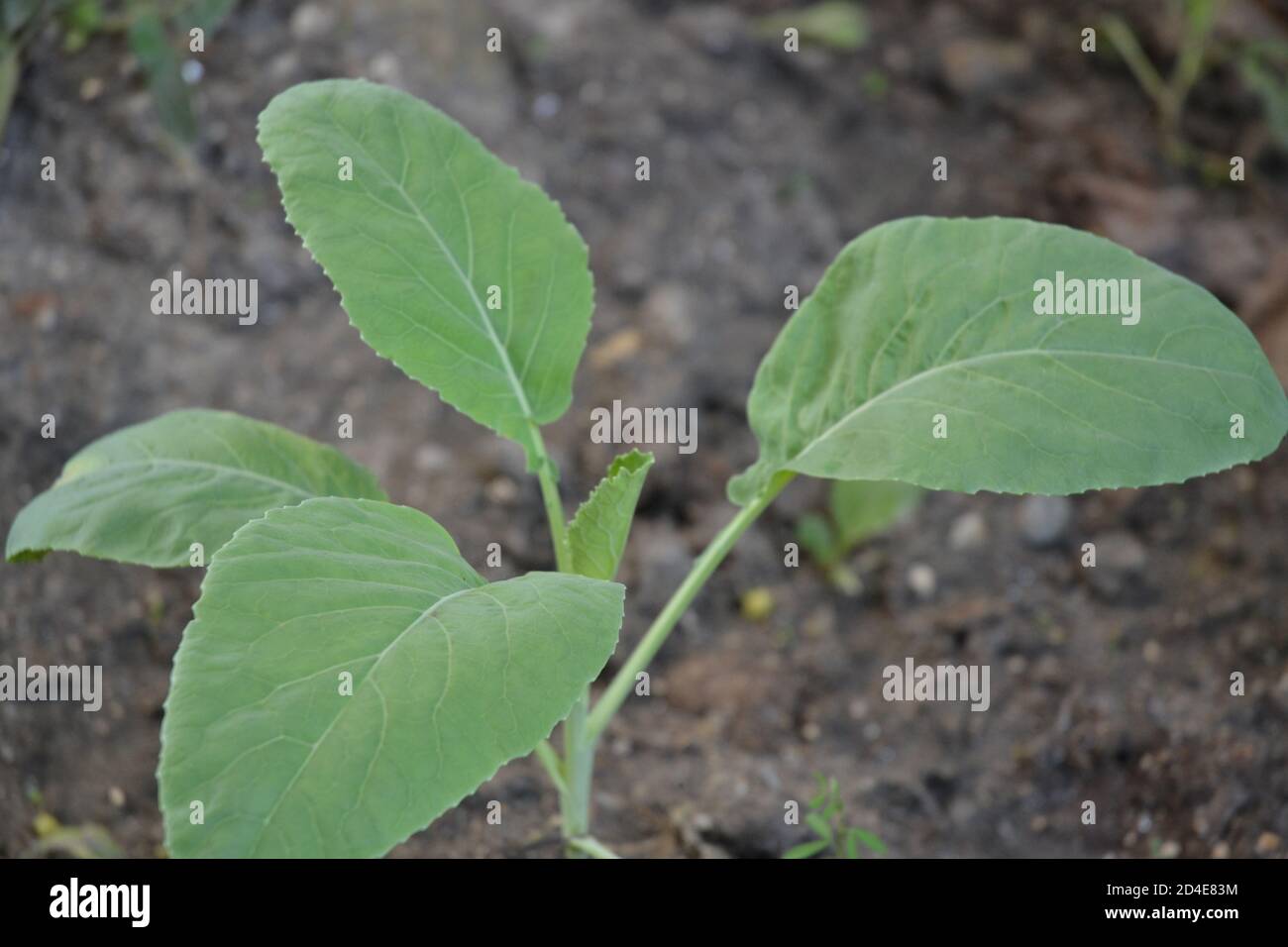 a cauli flower seedling in a garden Stock Photo - Alamy